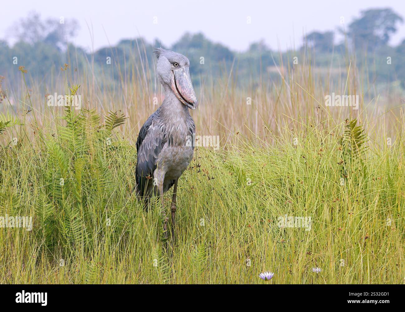 shoebill, shoe-billed stork, Abu Markub, Schuhschnabel, Bec-en-sabot du ...