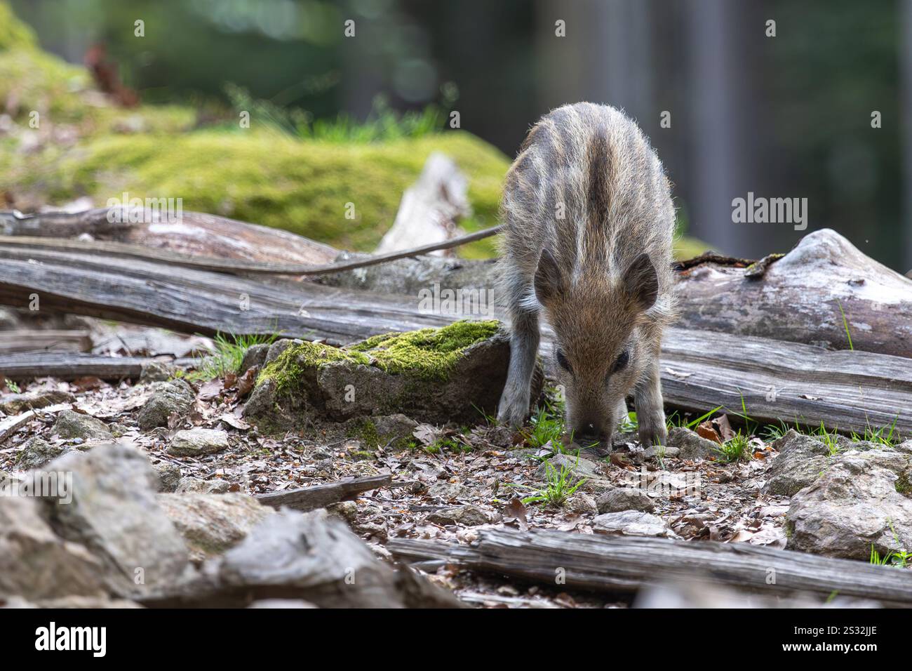 Wildschwein mit Frischling Stock Photo - Alamy
