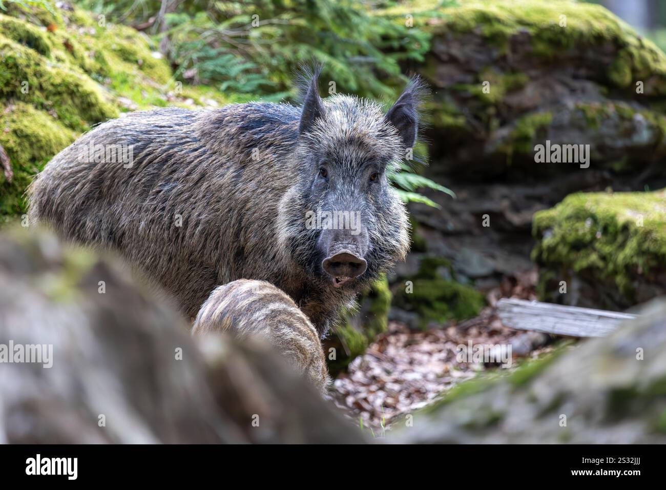Wildschwein mit Frischling Stock Photo - Alamy