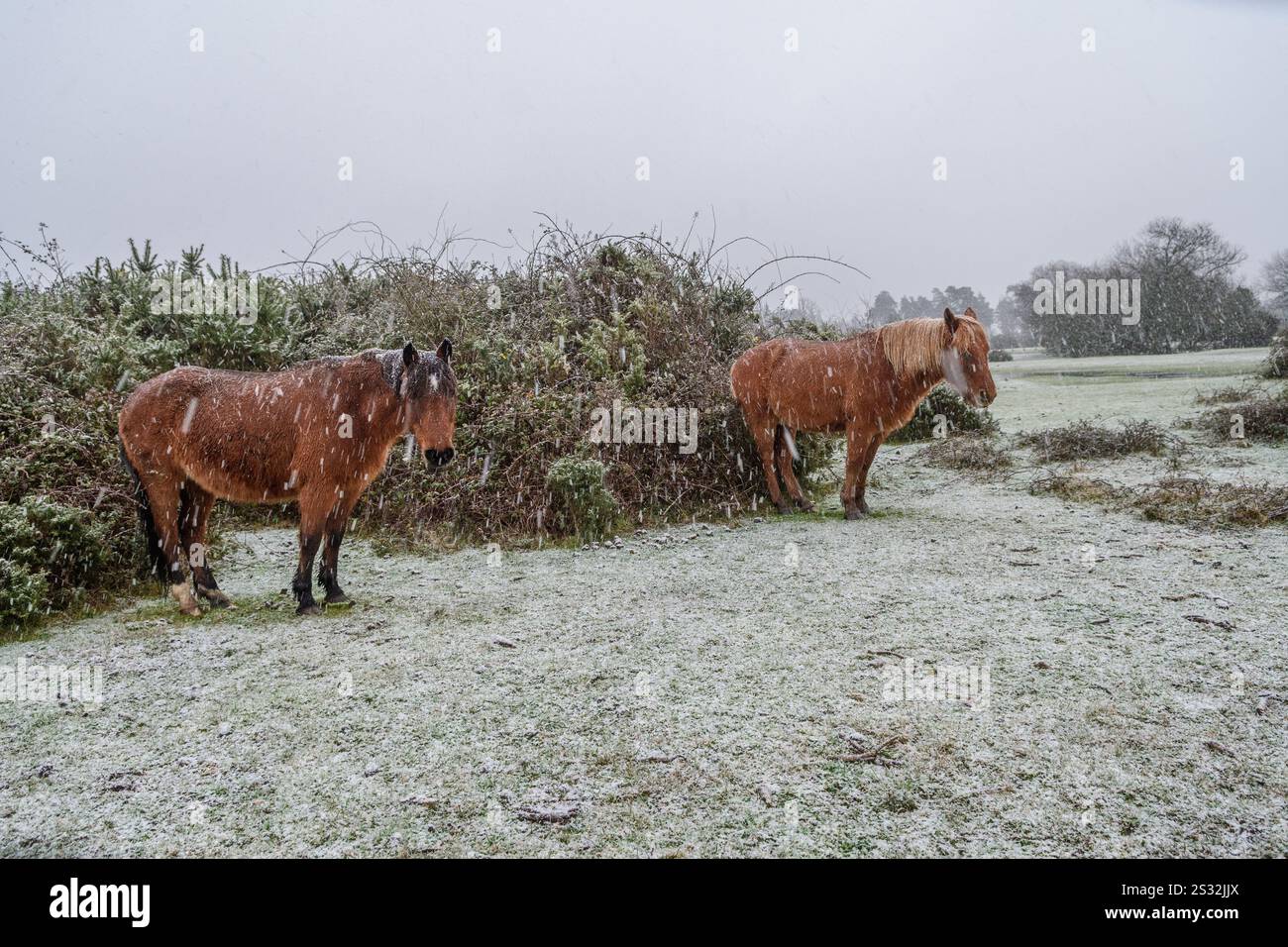 Hampshire, Southern England, UK, 8th January 2025, Weather: Snow ...
