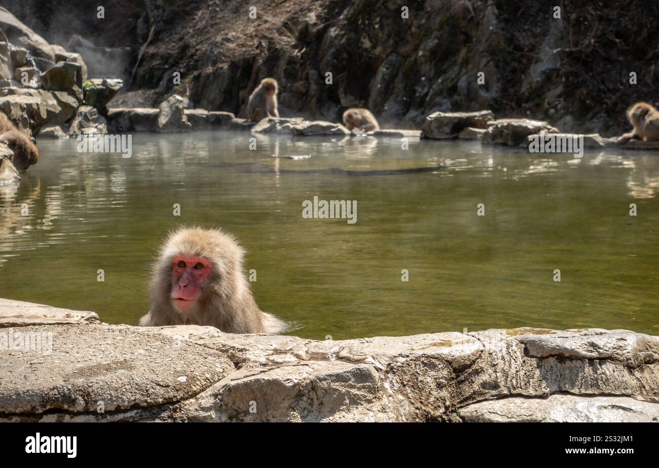 A lively group of monkeys can be seen happily swimming and playing in a ...