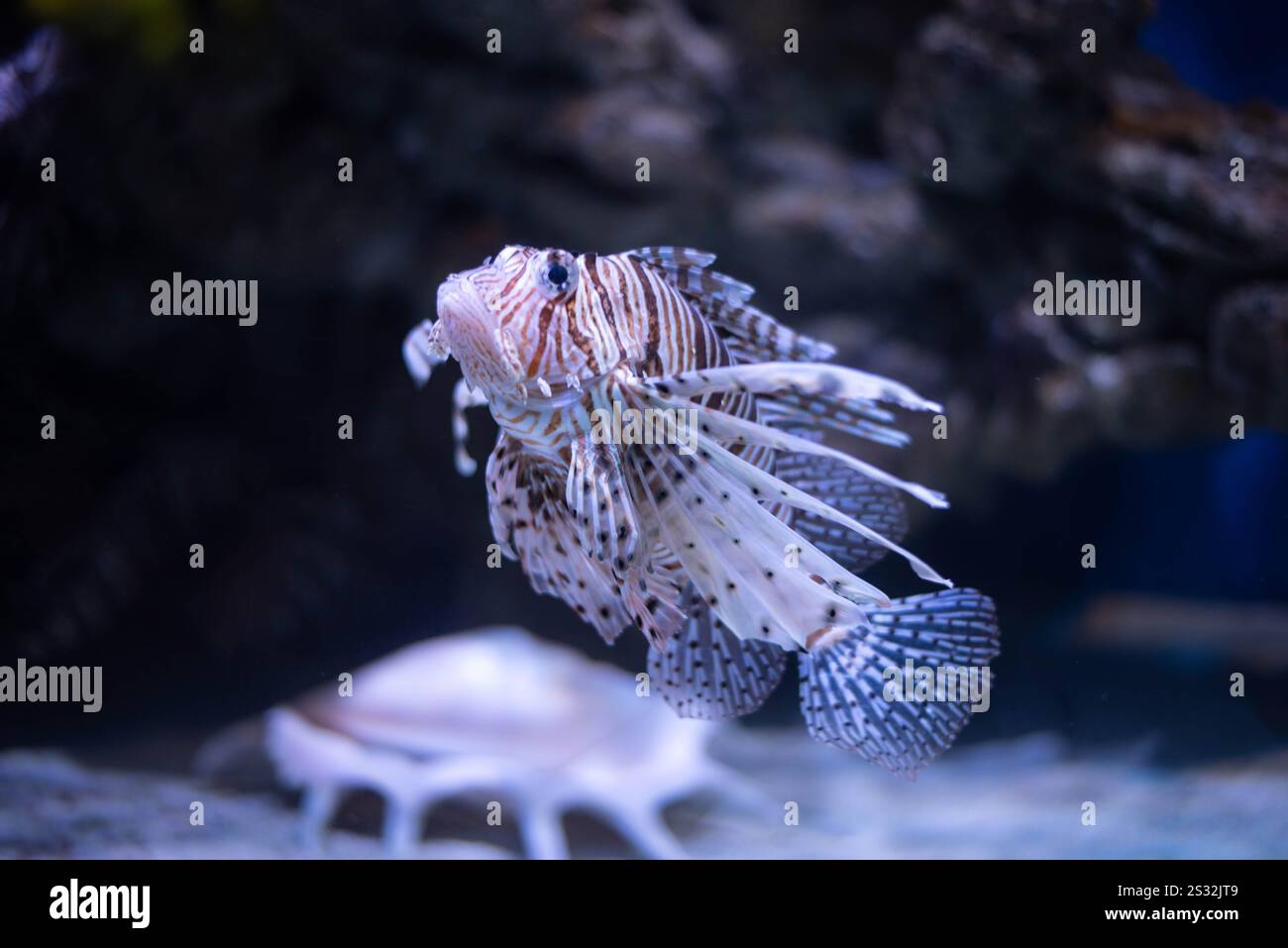 Antenna lionfish close-up. Pterois antennata in an aquarium Stock Photo ...