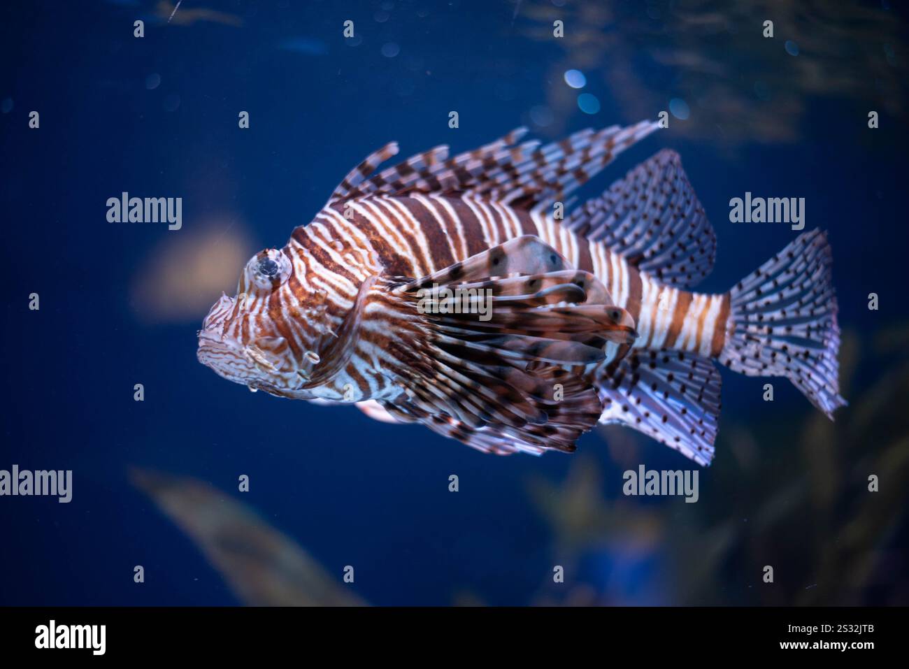 Antenna lionfish close-up. Pterois antennata in an aquarium Stock Photo ...