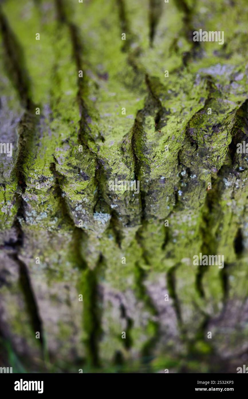 An intricate view of textured tree bark displaying detailed moss growth and lush flora Stock ...