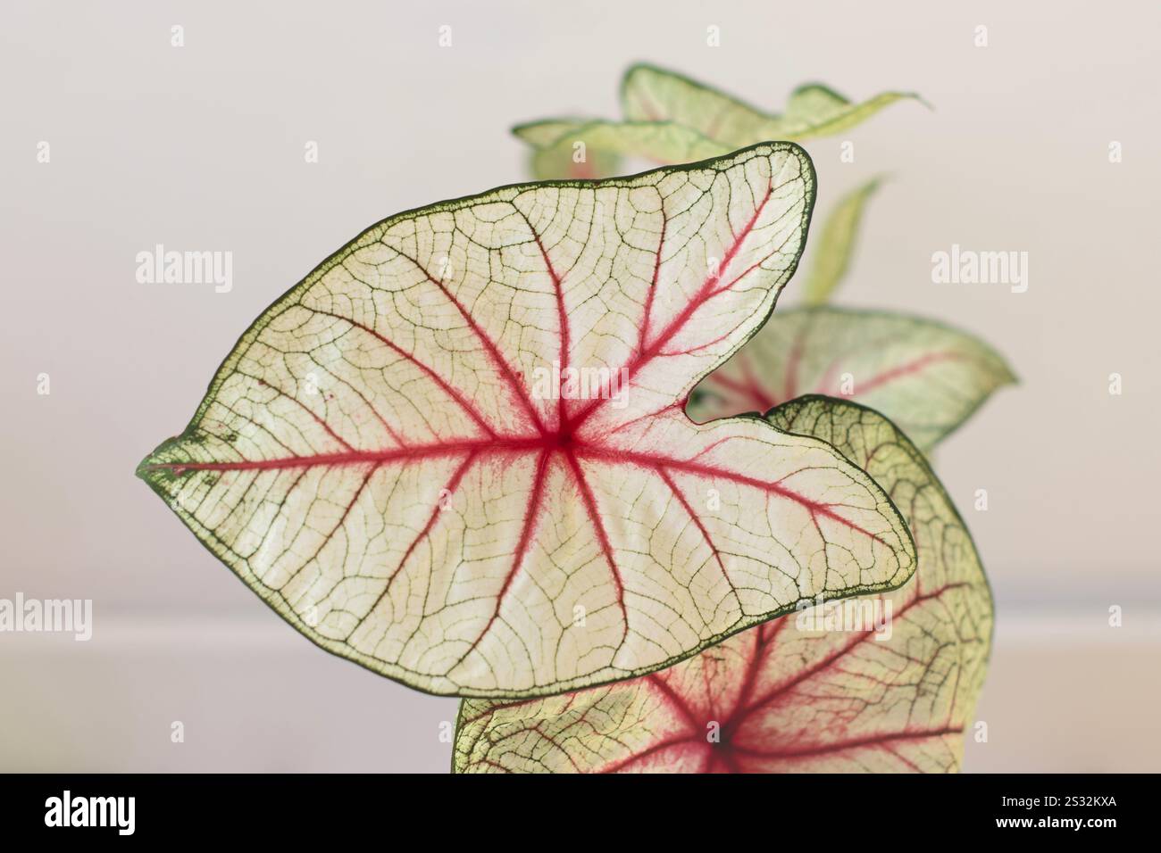 Heart shaped caladium white queen rare houseplant. Plant in a pot. Red ...