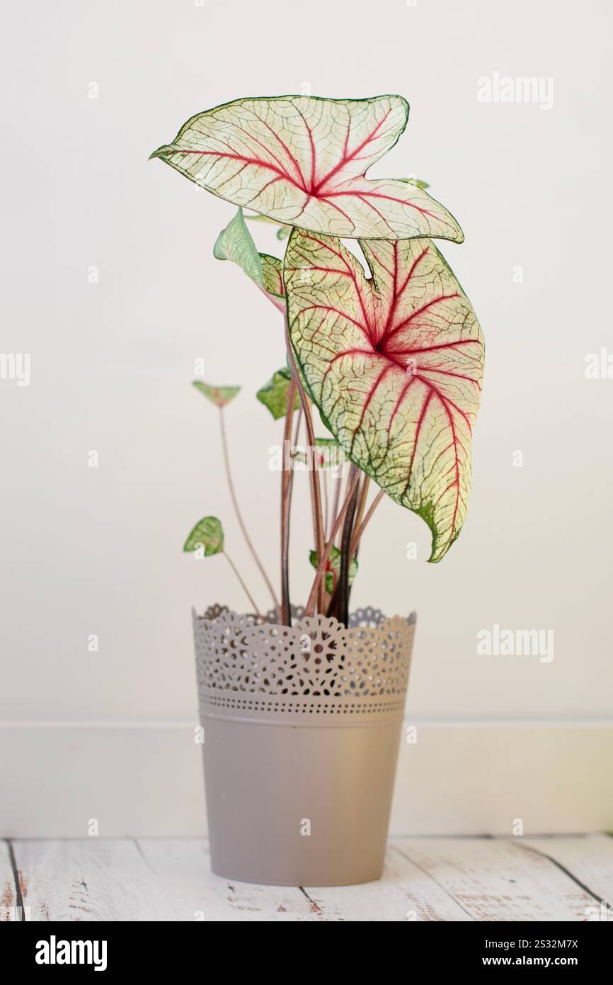 Heart shaped caladium white queen rare houseplant. Plant in a pot. Red ...