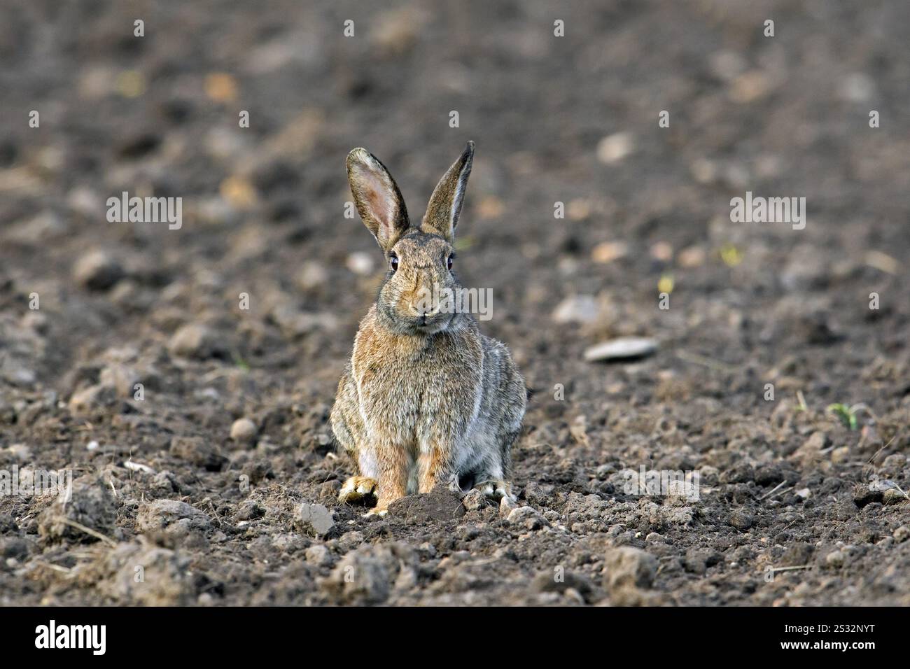 European rabbit / common rabbit (Oryctolagus cuniculus) showing ...