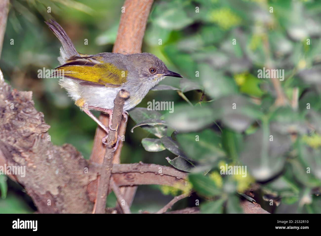 Villnissanger hi-res stock photography and images - Alamy