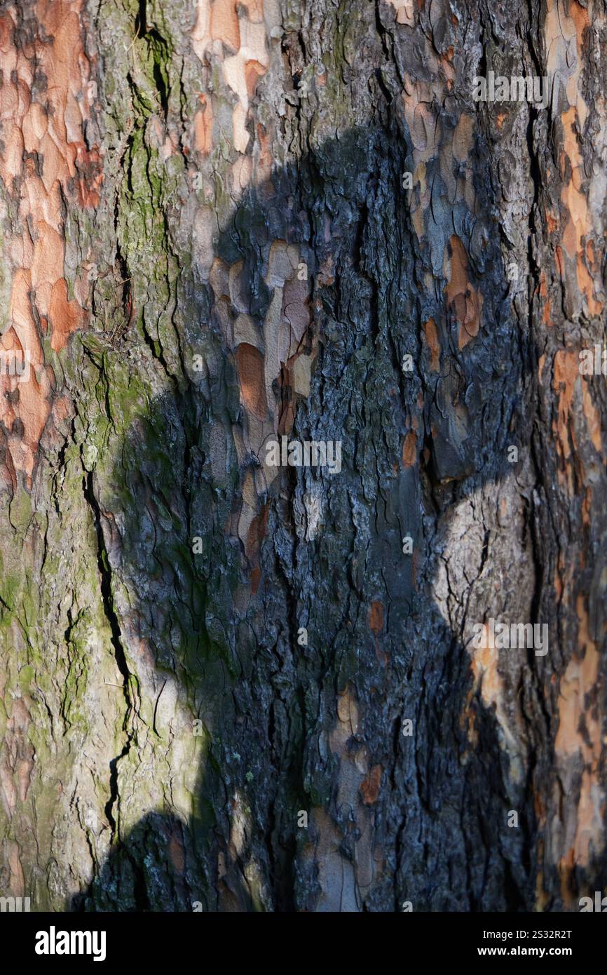 The mesmerizing Shadow Play on Tree Bark showcases its intricate beauty ...