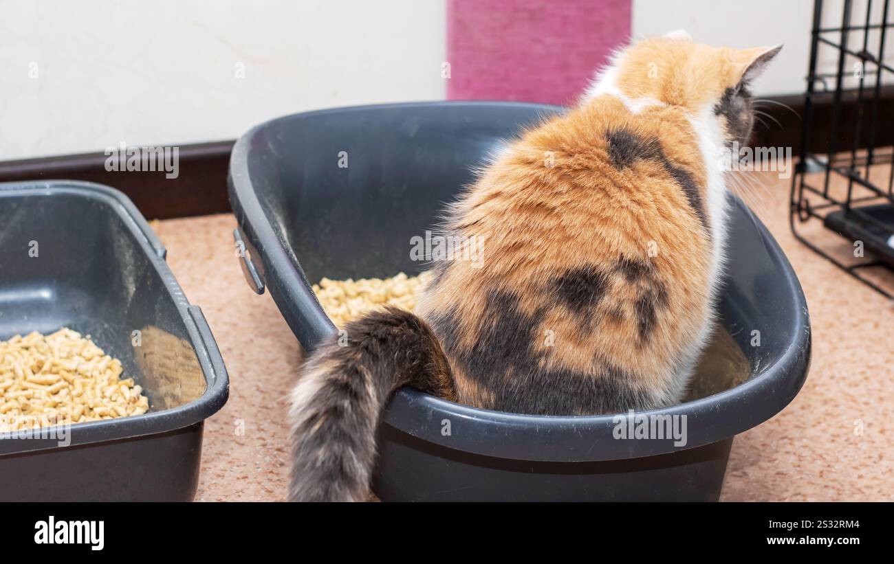 A beautiful calico cat is comfortably sitting inside a black litter box ...