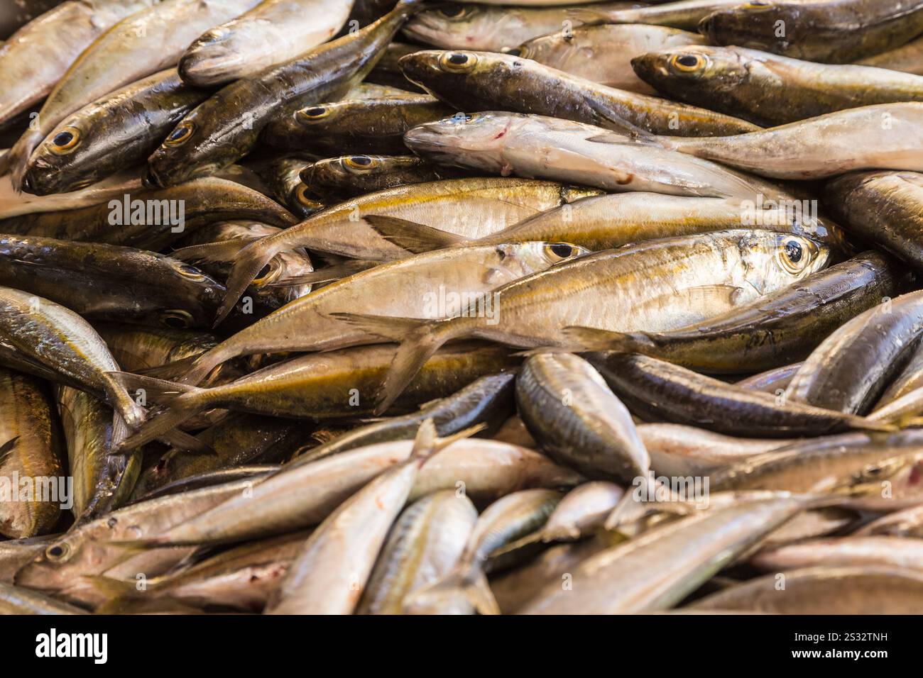 Fish for sale at the fish market, Mindelo, Sao Vicente, Cape Verde ...
