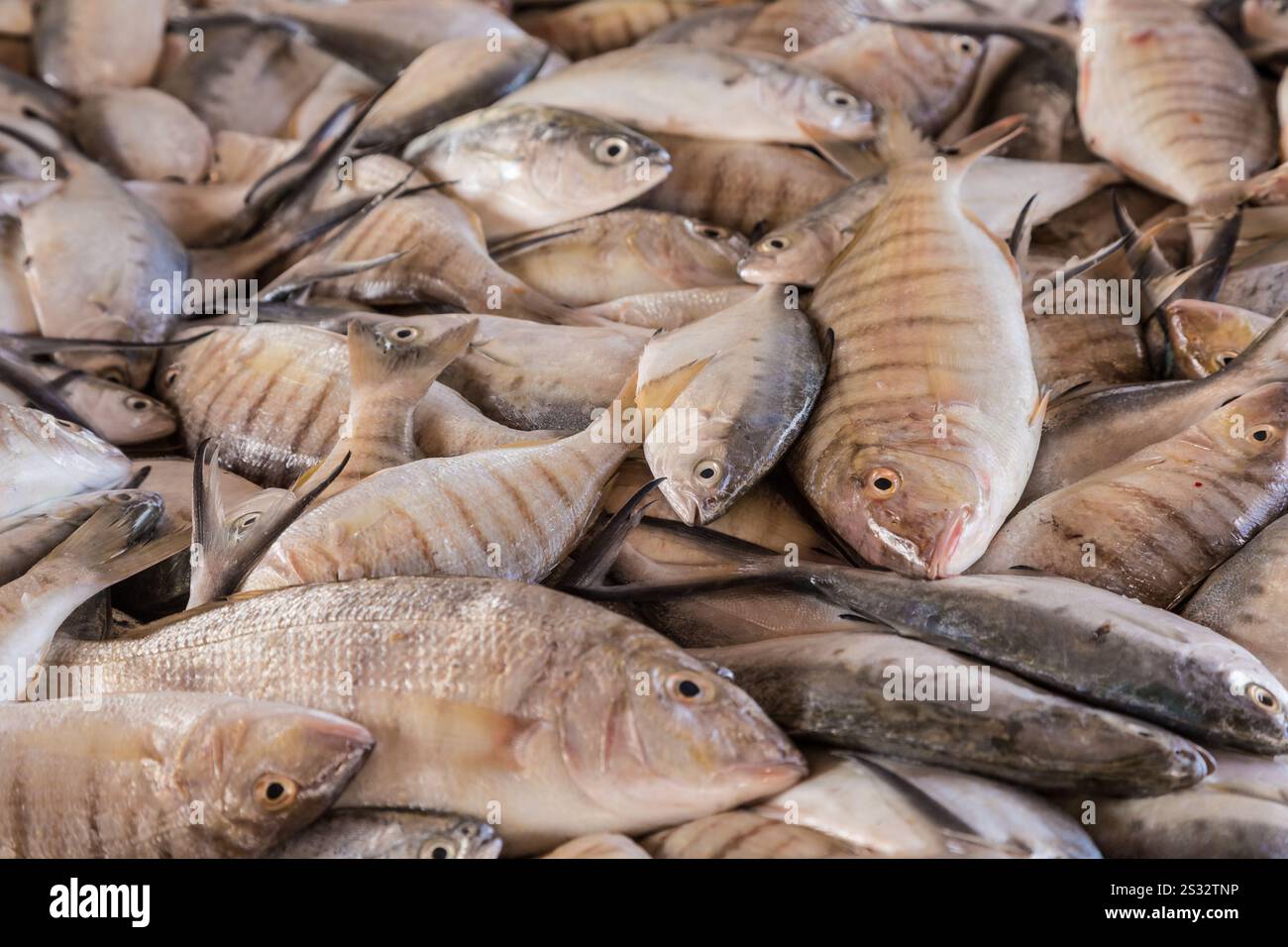 Fish for sale at the fish market, Mindelo, Sao Vicente, Cape Verde ...