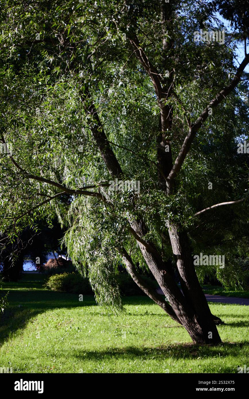 A Graceful Willow Tree Standing Majestically in a Natural and ...