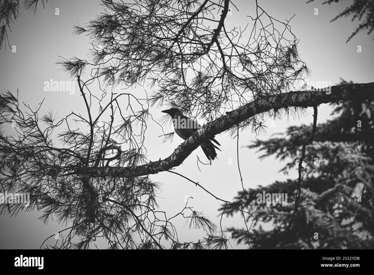 A black and white image of a crow standing on a branch of a coniferous ...