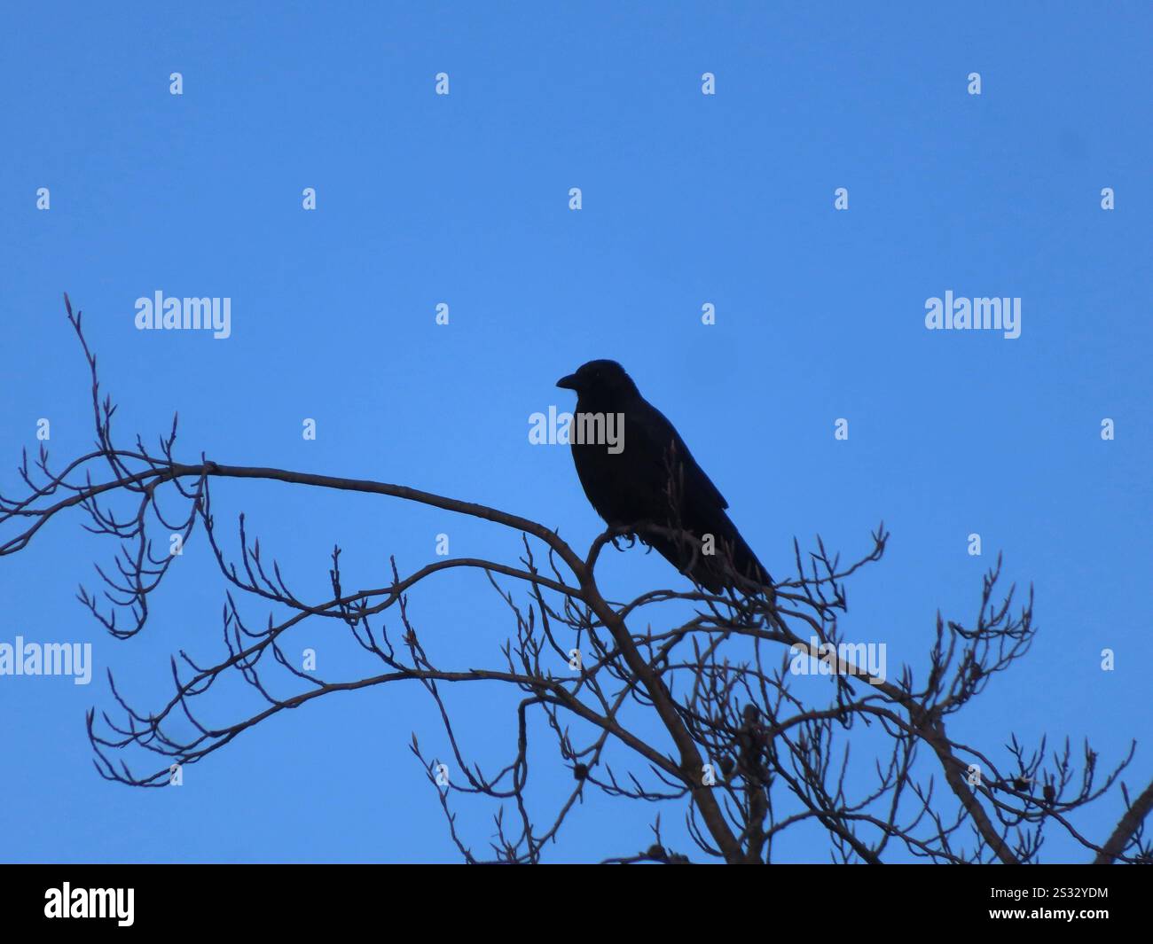...Odins Gefolge - die Raben... Raben Kraehe in Buchenkrone *** Odins ...