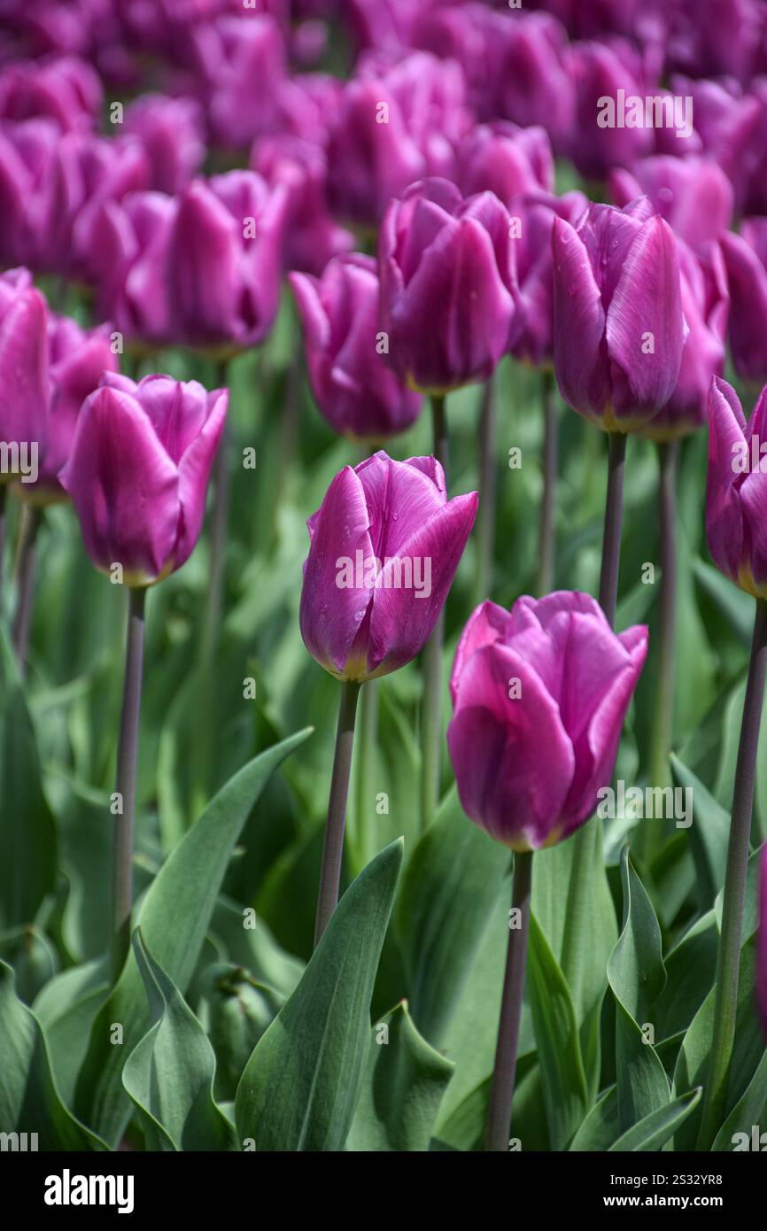 Purple blooming tulips green hi-res stock photography and images - Alamy