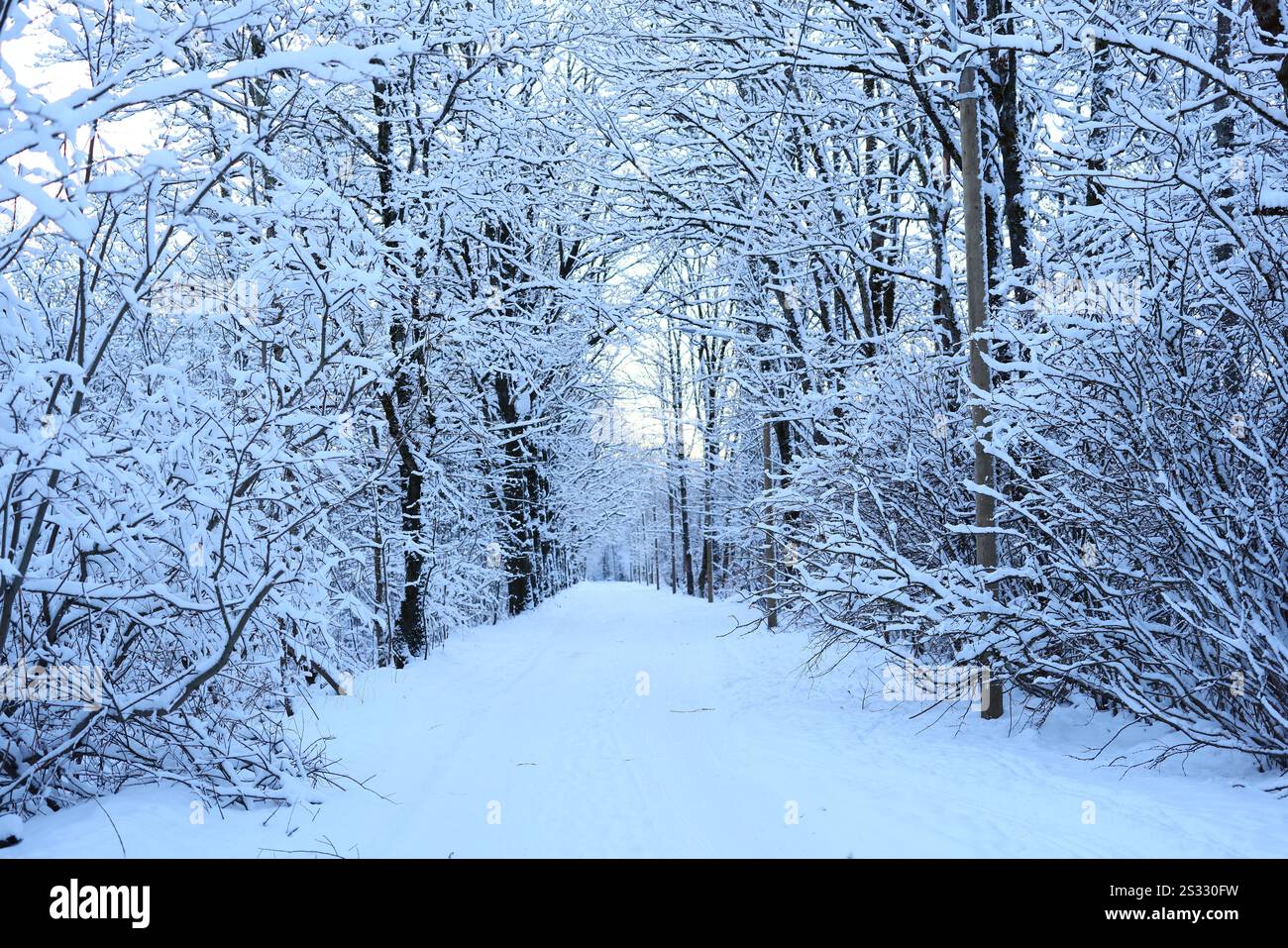 A SnowCovered Winter Pathway Meandering Through a Tranquil and Serene ...