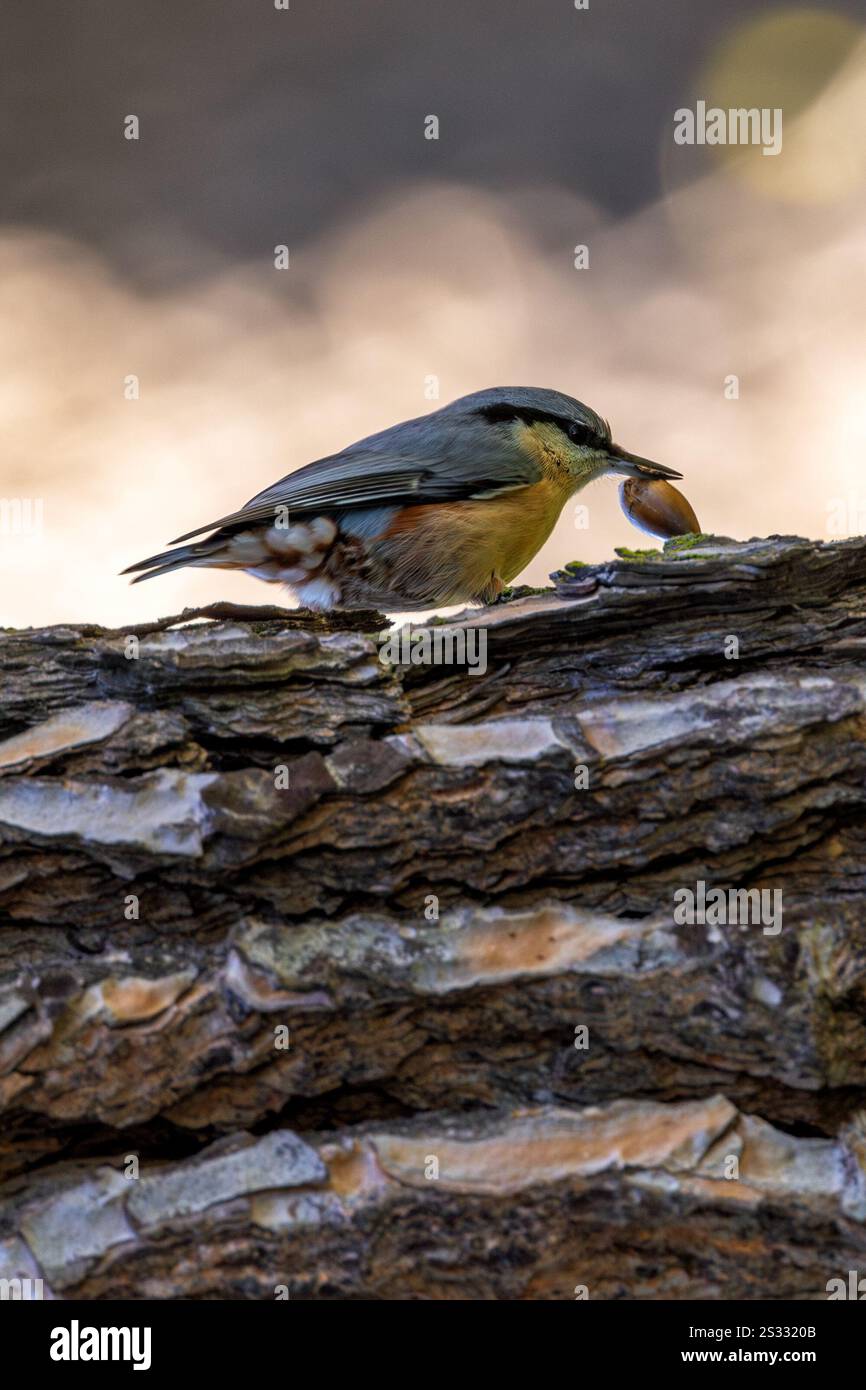The Eurasian Nuthatch feeds on insects, seeds, and nuts. Captured in ...