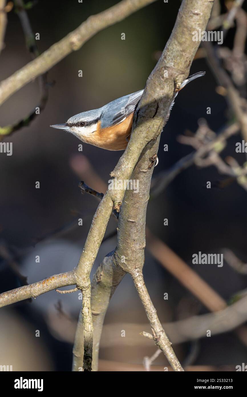 The Eurasian Nuthatch feeds on insects, seeds, and nuts. Captured in ...