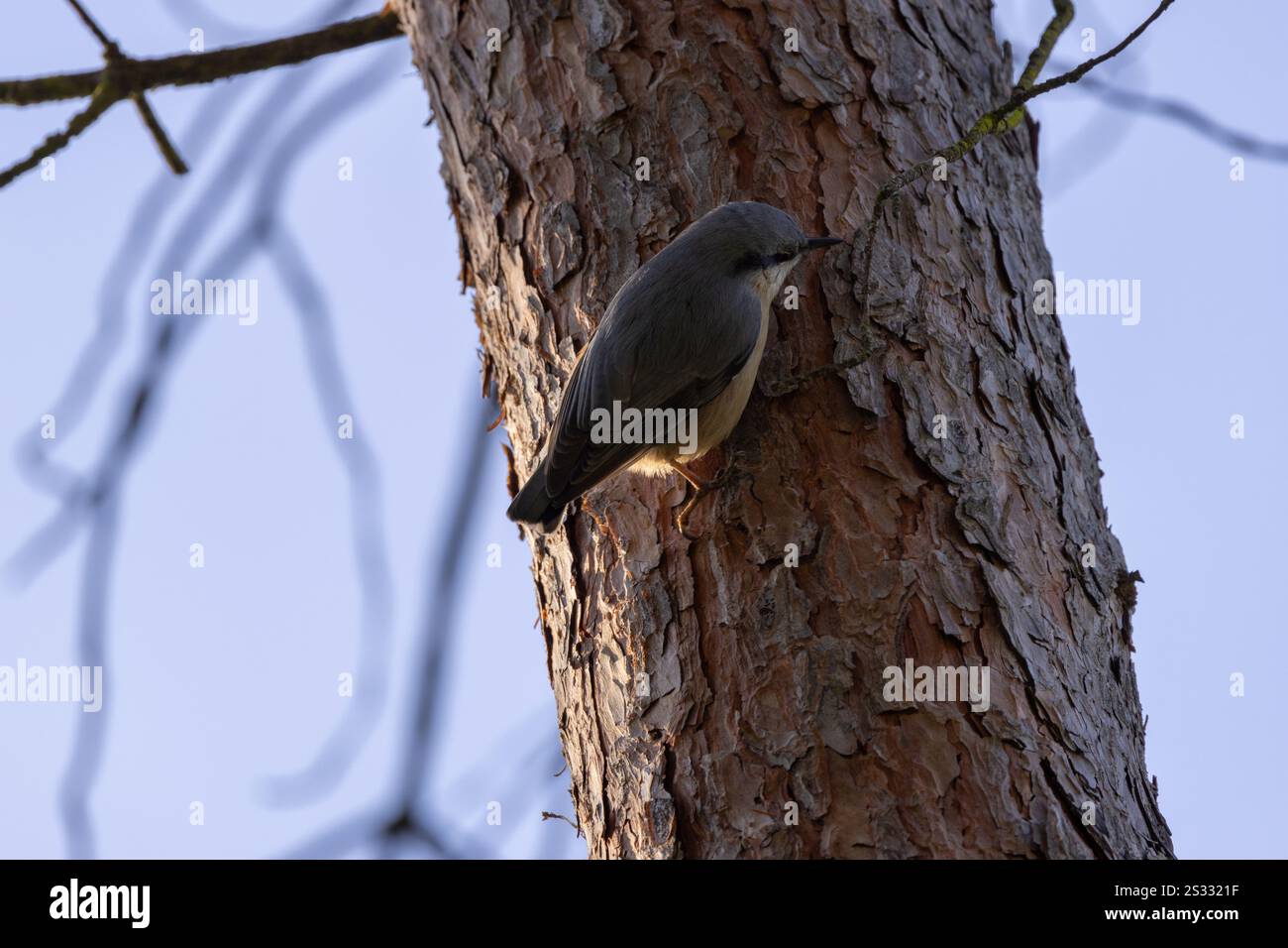 The Eurasian Nuthatch feeds on insects, seeds, and nuts. Captured in ...