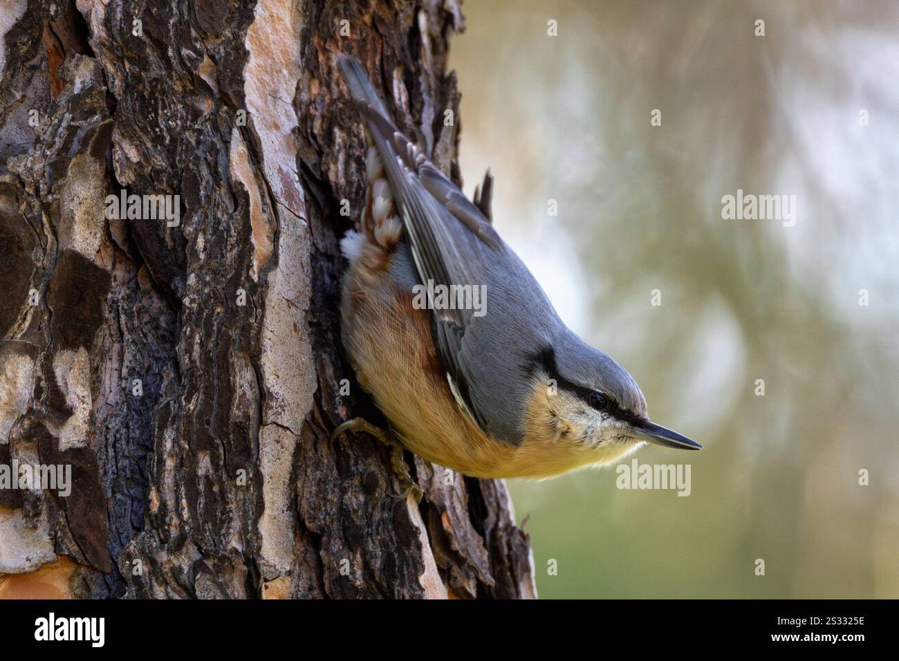 The Eurasian Nuthatch feeds on insects, seeds, and nuts. Captured in ...