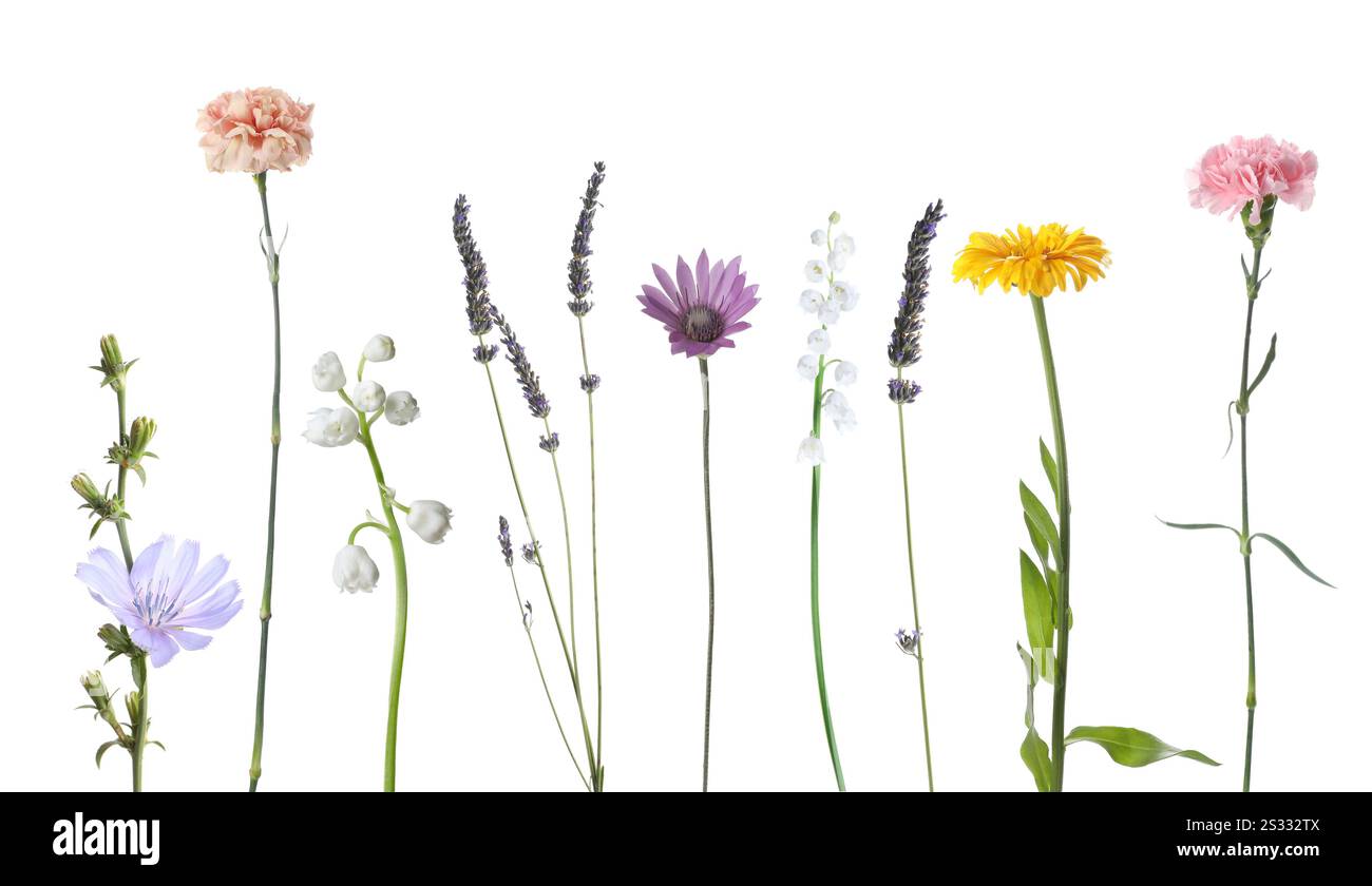 Different beautiful flowers in row isolated on white, set Stock Photo ...