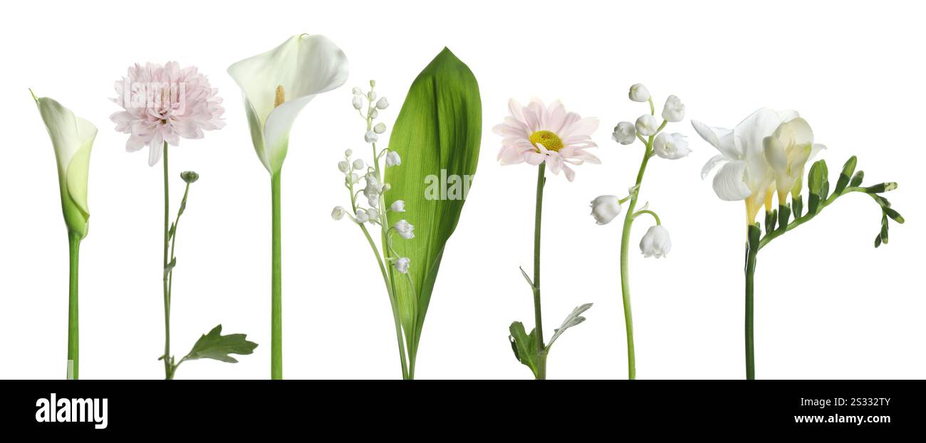 Different beautiful flowers in row isolated on white, set Stock Photo ...