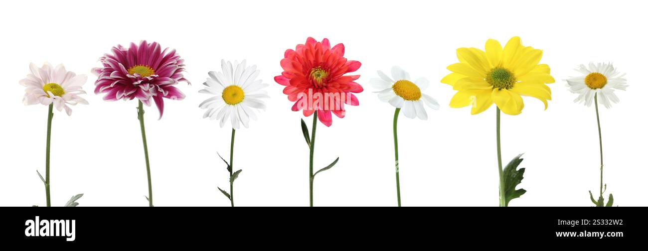 Different beautiful flowers in row isolated on white, set Stock Photo ...