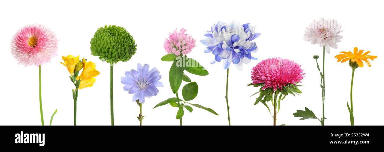 Different beautiful flowers in row isolated on white, set Stock Photo ...