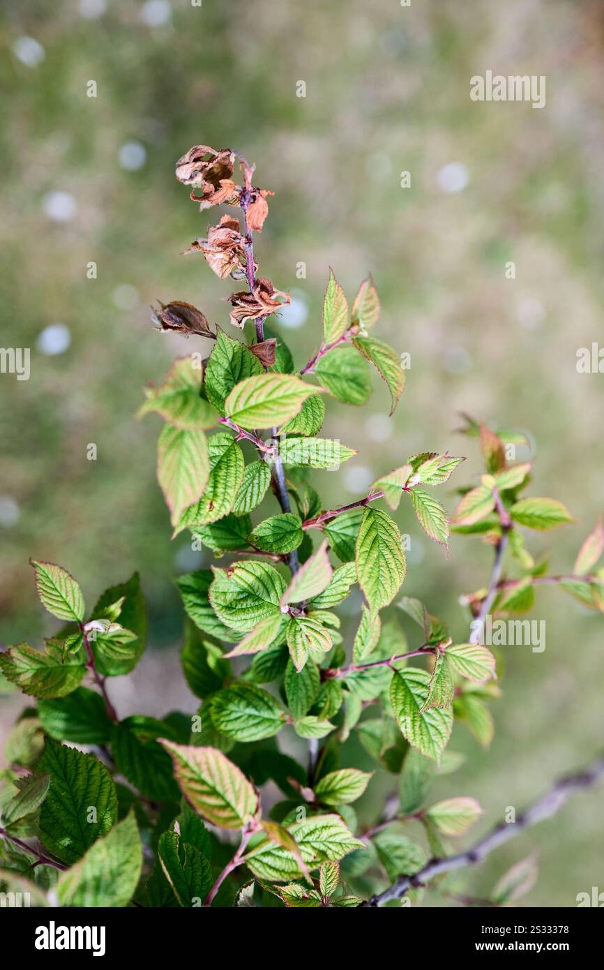 Monilial burn on blossom and twig blight of Nanking cherry tree or ...