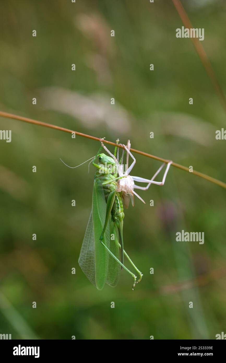 A grasshopper undergoing its molting process, shedding its exoskeleton ...