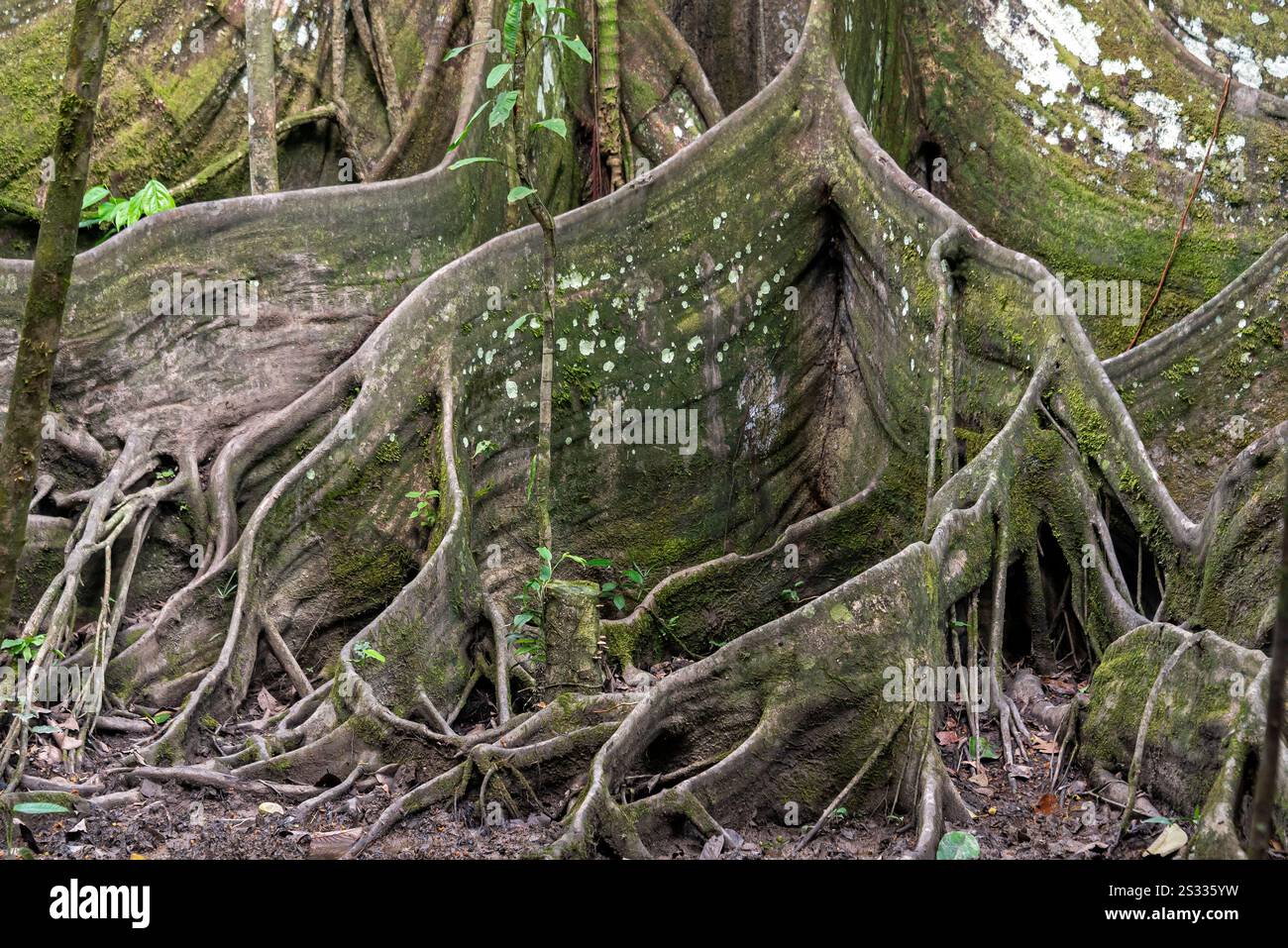 A giant fig tree. San Antonio del Cacao island. Amazonas River, Perú ...