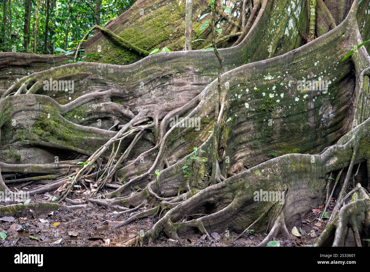 A giant fig tree. San Antonio del Cacao island. Amazonas River, Perú ...