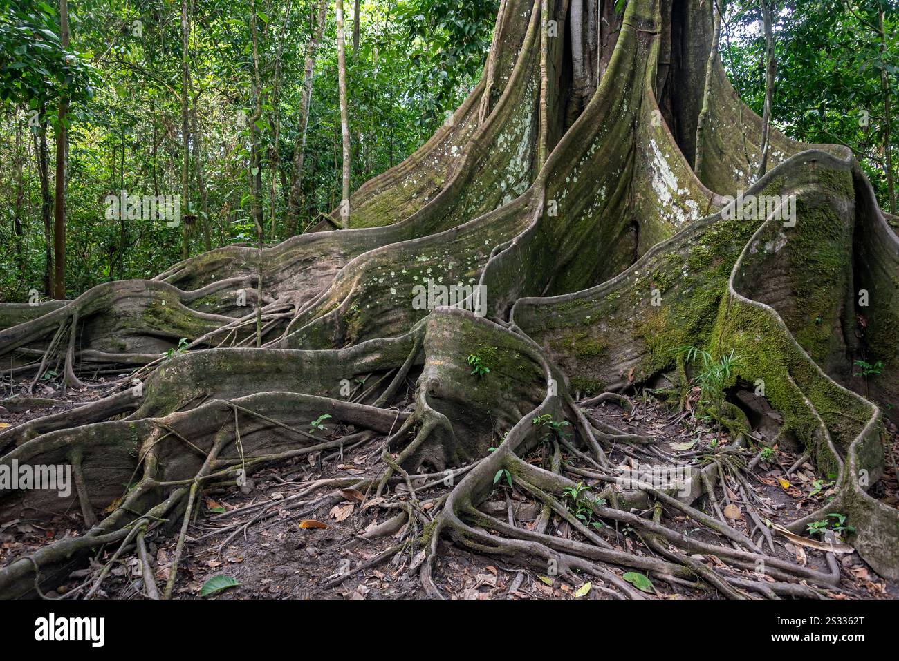 A giant fig tree. San Antonio del Cacao island. Amazonas River, Perú ...