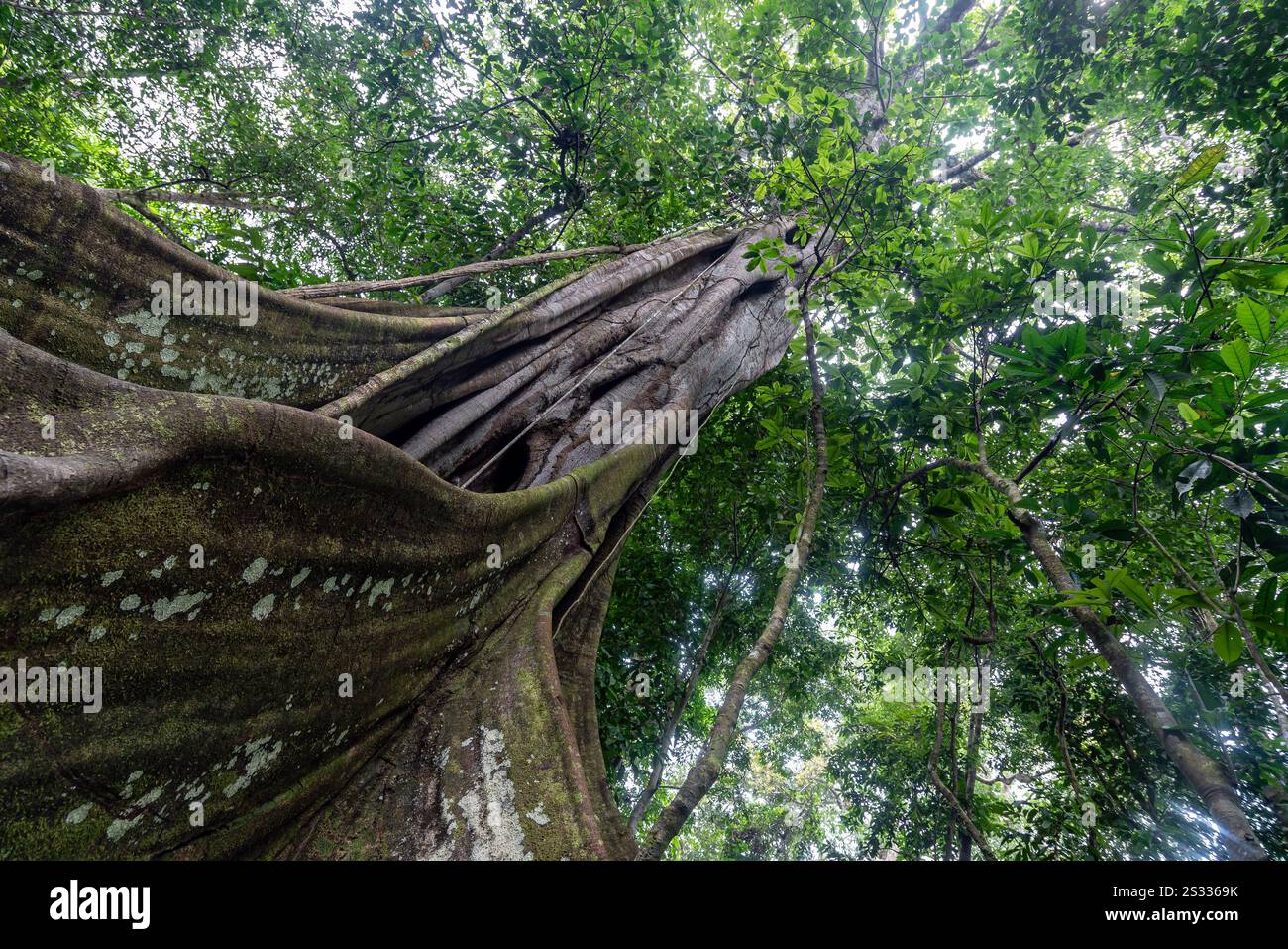 A giant fig tree. San Antonio del Cacao island. Amazonas River, Perú ...
