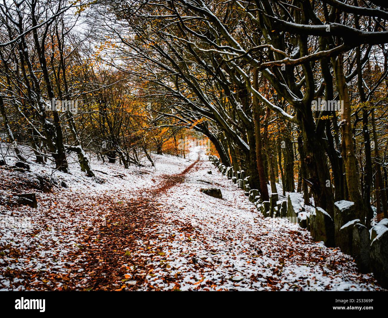 Winter in the Woods Stock Photo - Alamy