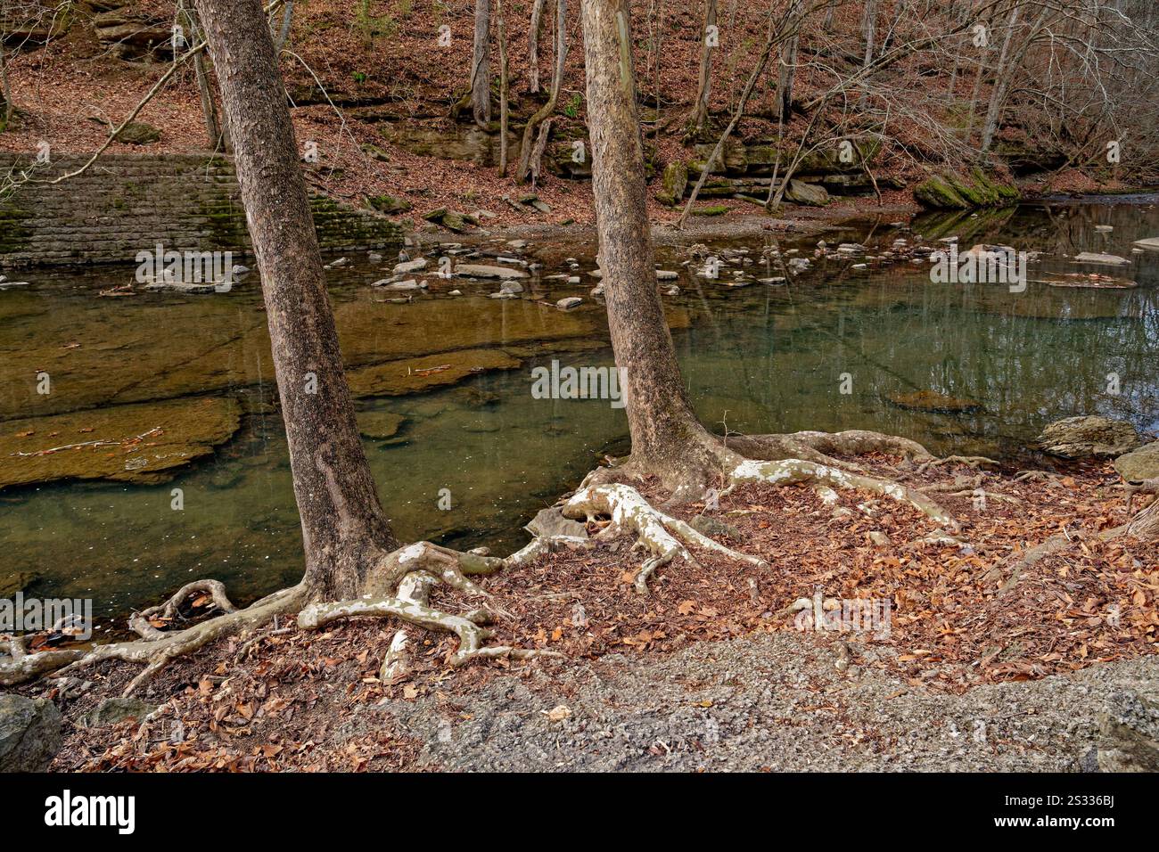 Full grown twin trees with roots exposed grasping on the edge of the ...