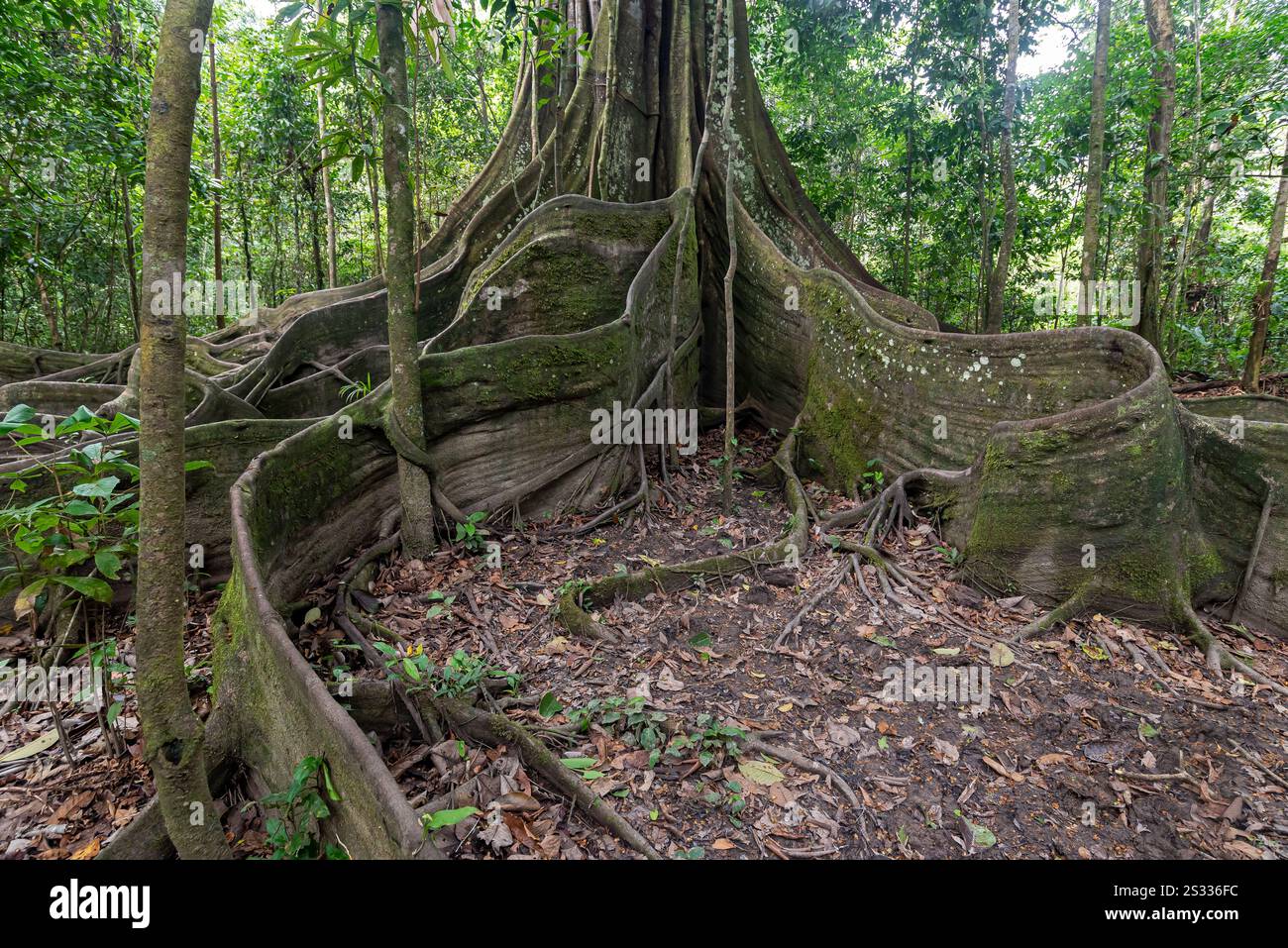A giant fig tree. San Antonio del Cacao island. Amazonas River, Perú ...