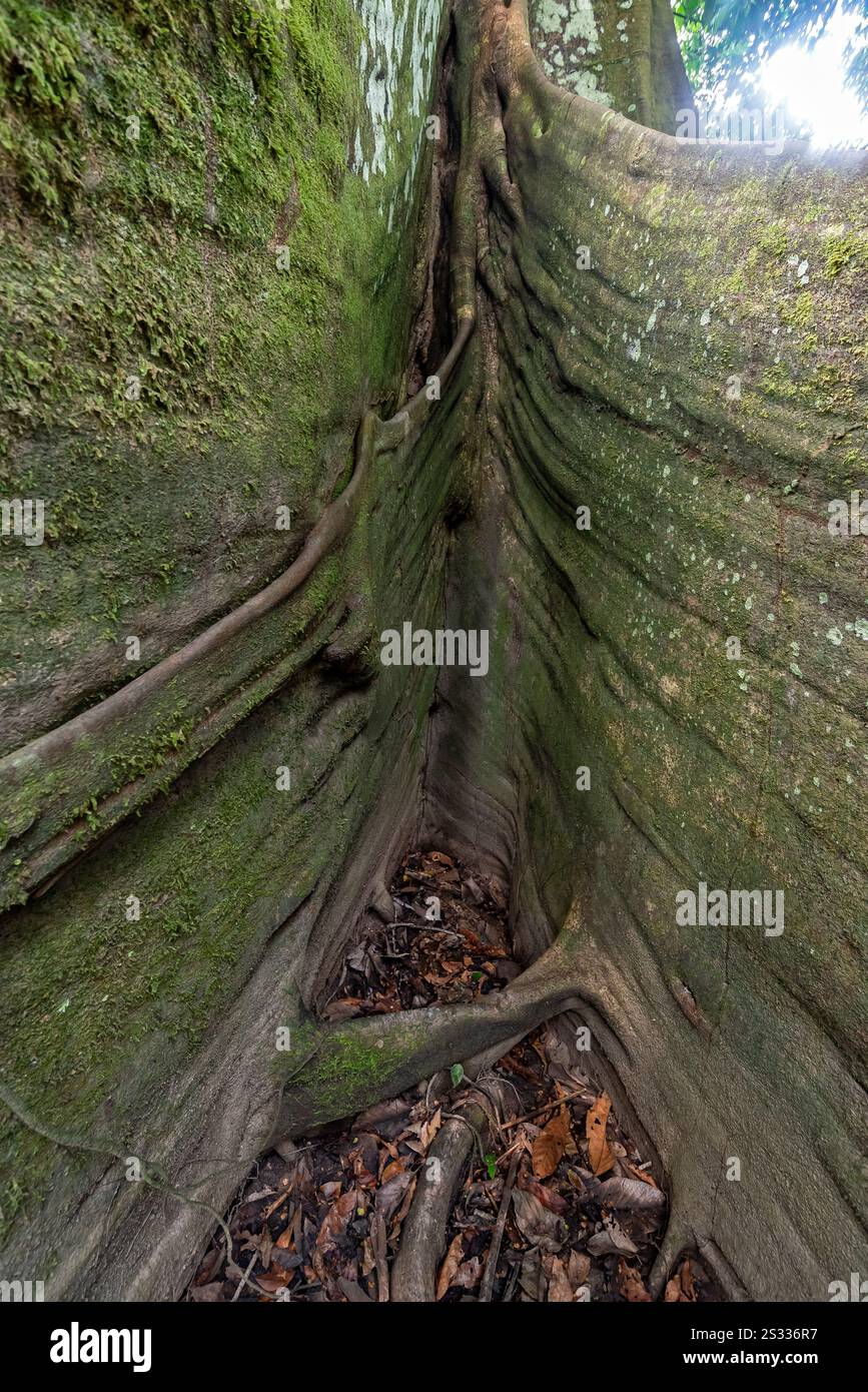 A giant fig tree. San Antonio del Cacao island. Amazonas River, Perú ...