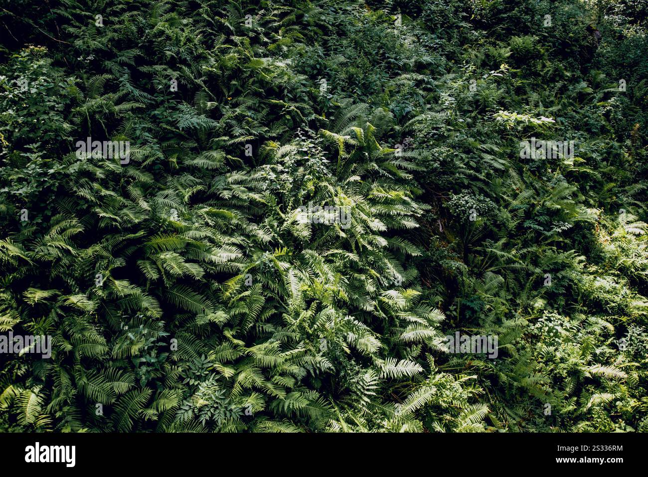 Landscape Green plants in dense forest, ferns growing in shade outdoor ...