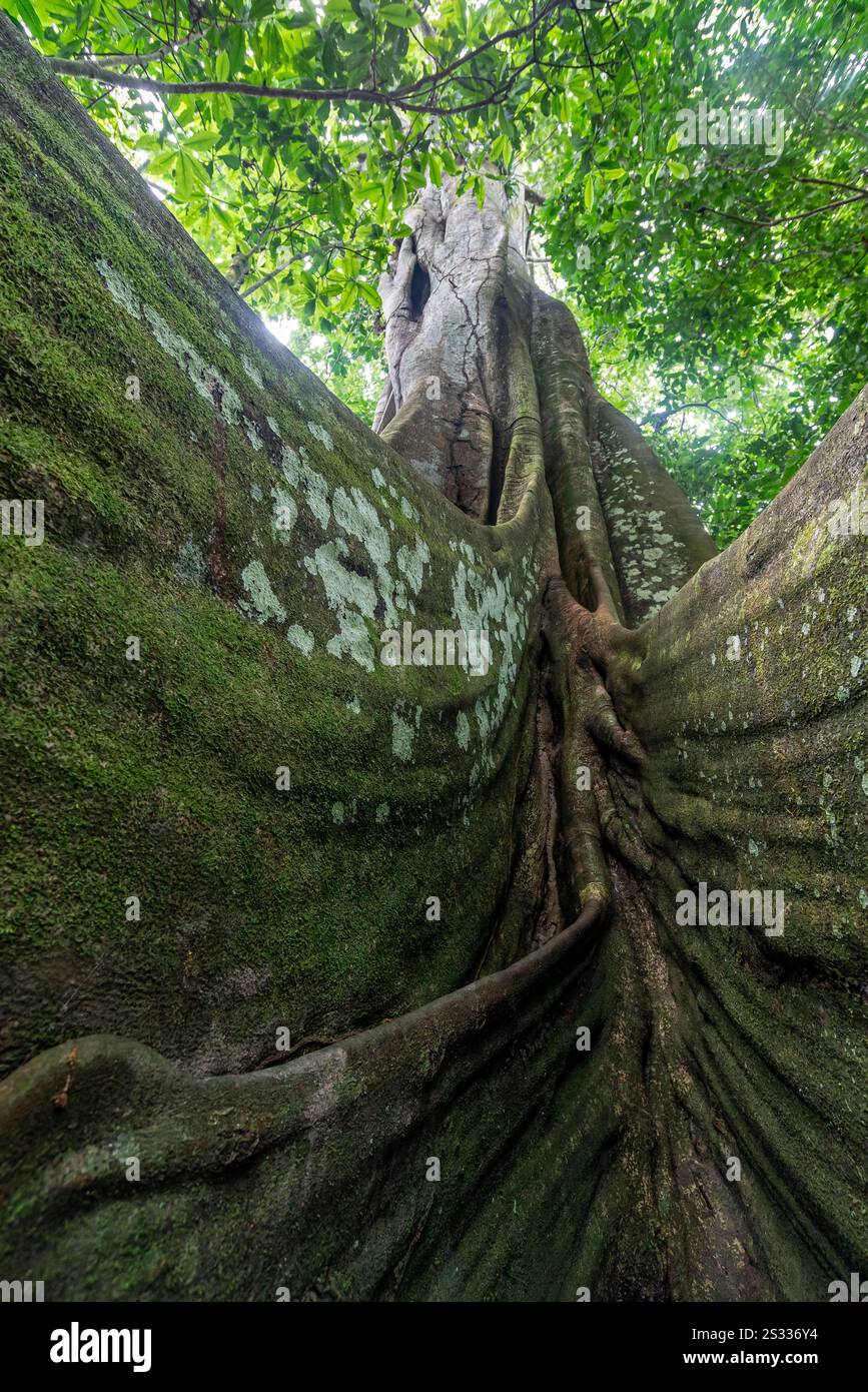 A giant fig tree. San Antonio del Cacao island. Amazonas River, Perú ...