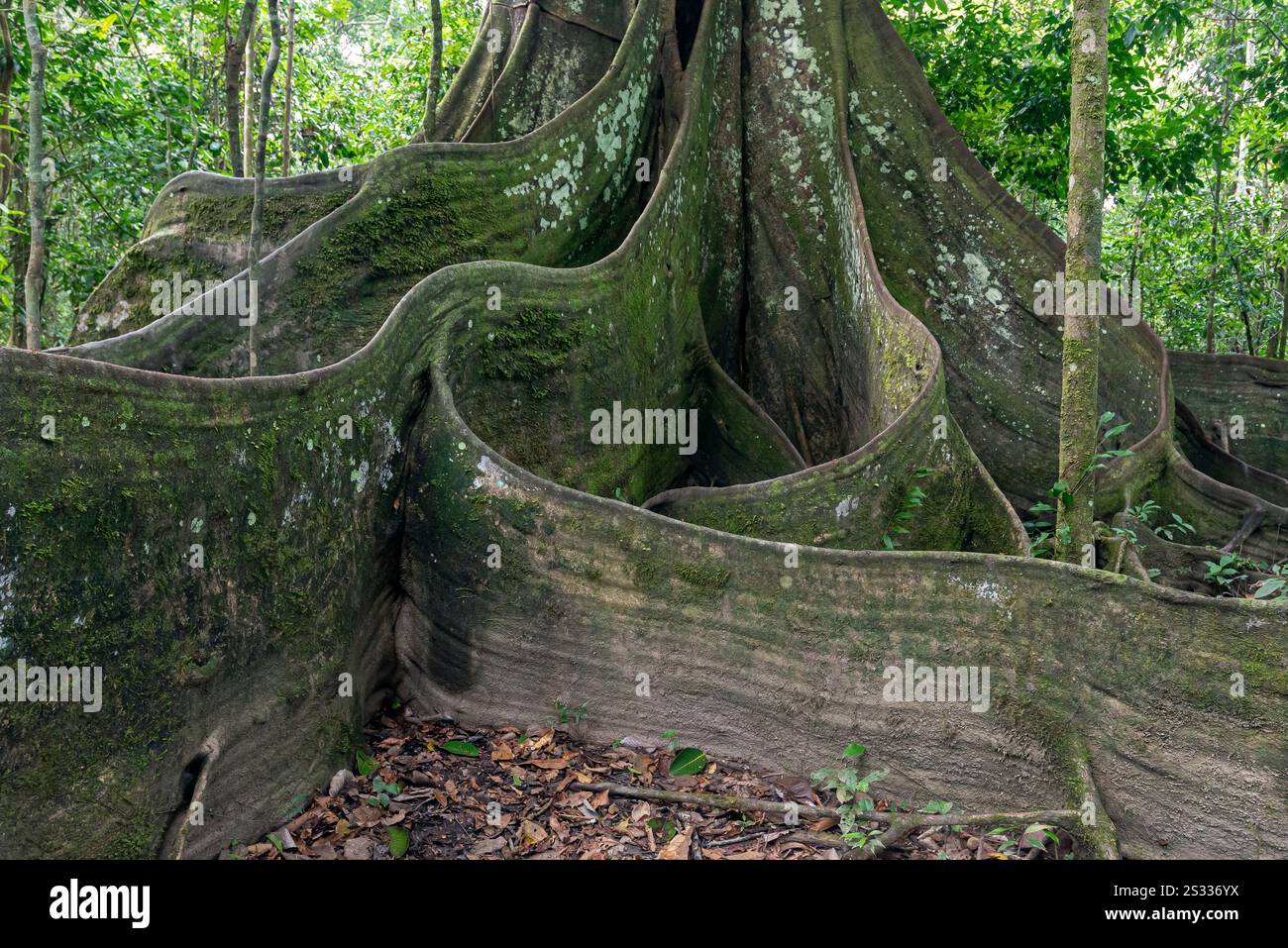 A giant fig tree. San Antonio del Cacao island. Amazonas River, Perú ...