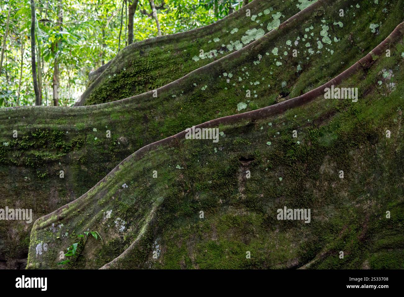 A giant fig tree. San Antonio del Cacao island. Amazonas River, Perú ...