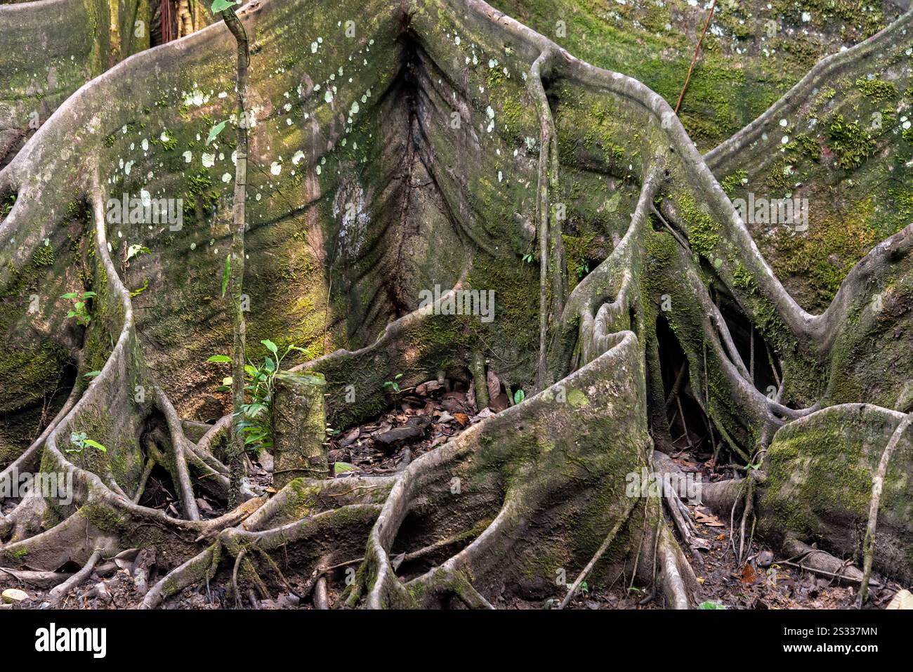 A giant fig tree. San Antonio del Cacao island. Amazonas River, Perú ...