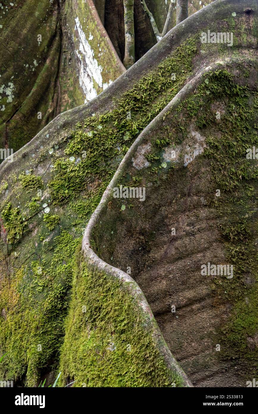 A giant fig tree. San Antonio del Cacao island. Amazonas River, Perú ...