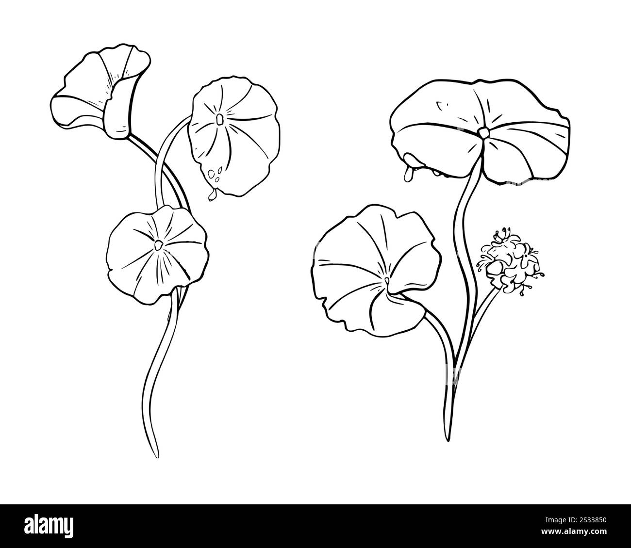 Centella asiatica tropical herb black white vector illustration on ...