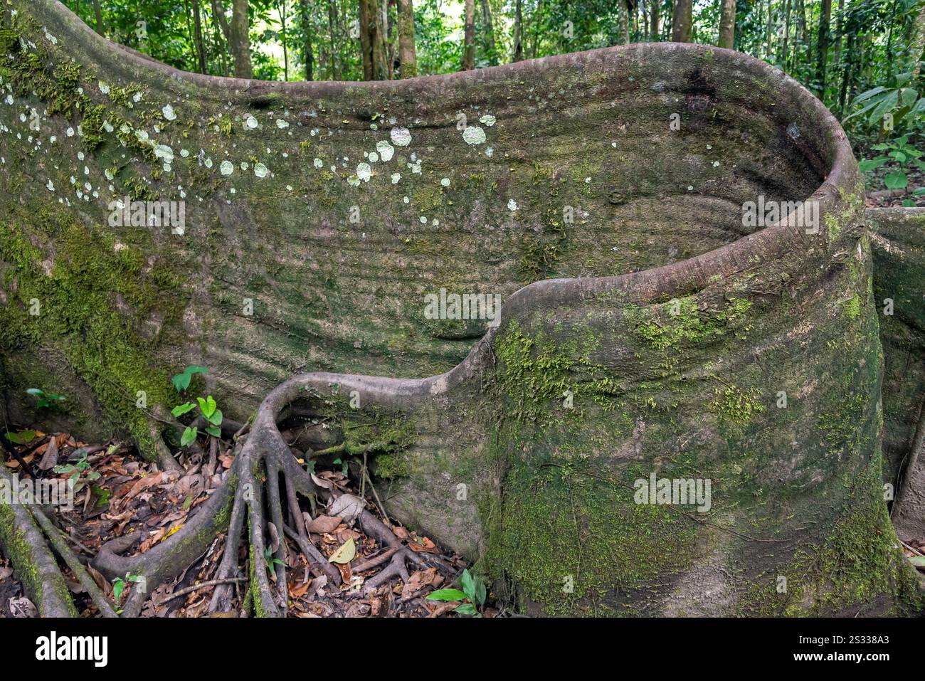 A giant fig tree. San Antonio del Cacao island. Amazonas River, Perú ...