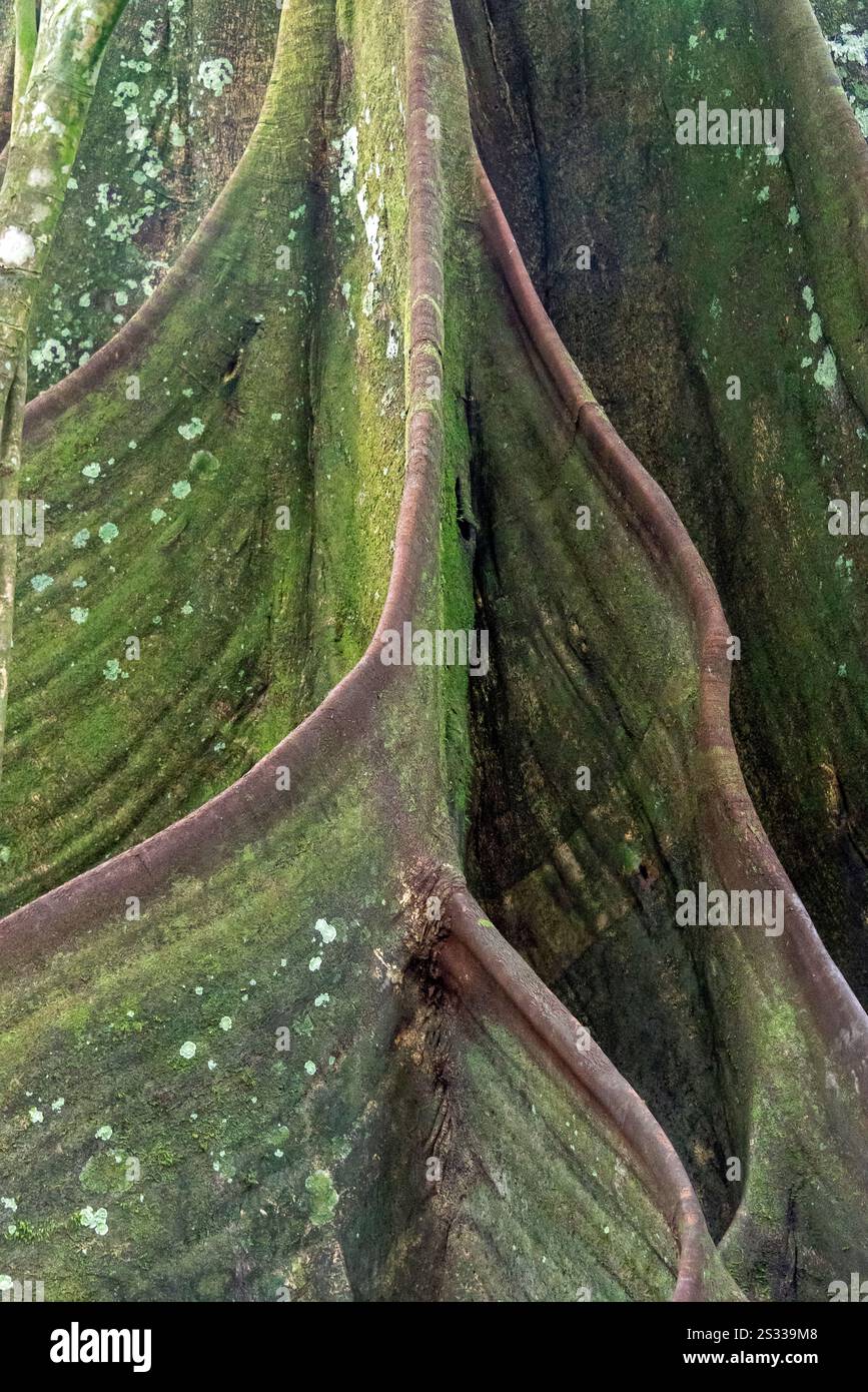 A giant fig tree. San Antonio del Cacao island. Amazonas River, Perú ...
