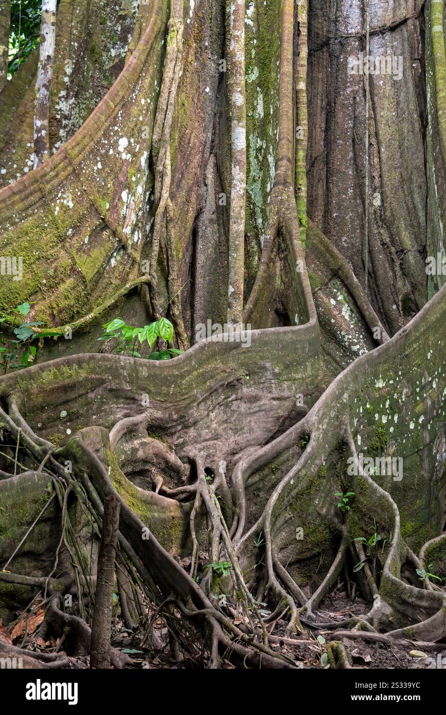 A giant fig tree. San Antonio del Cacao island. Amazonas River, Perú ...