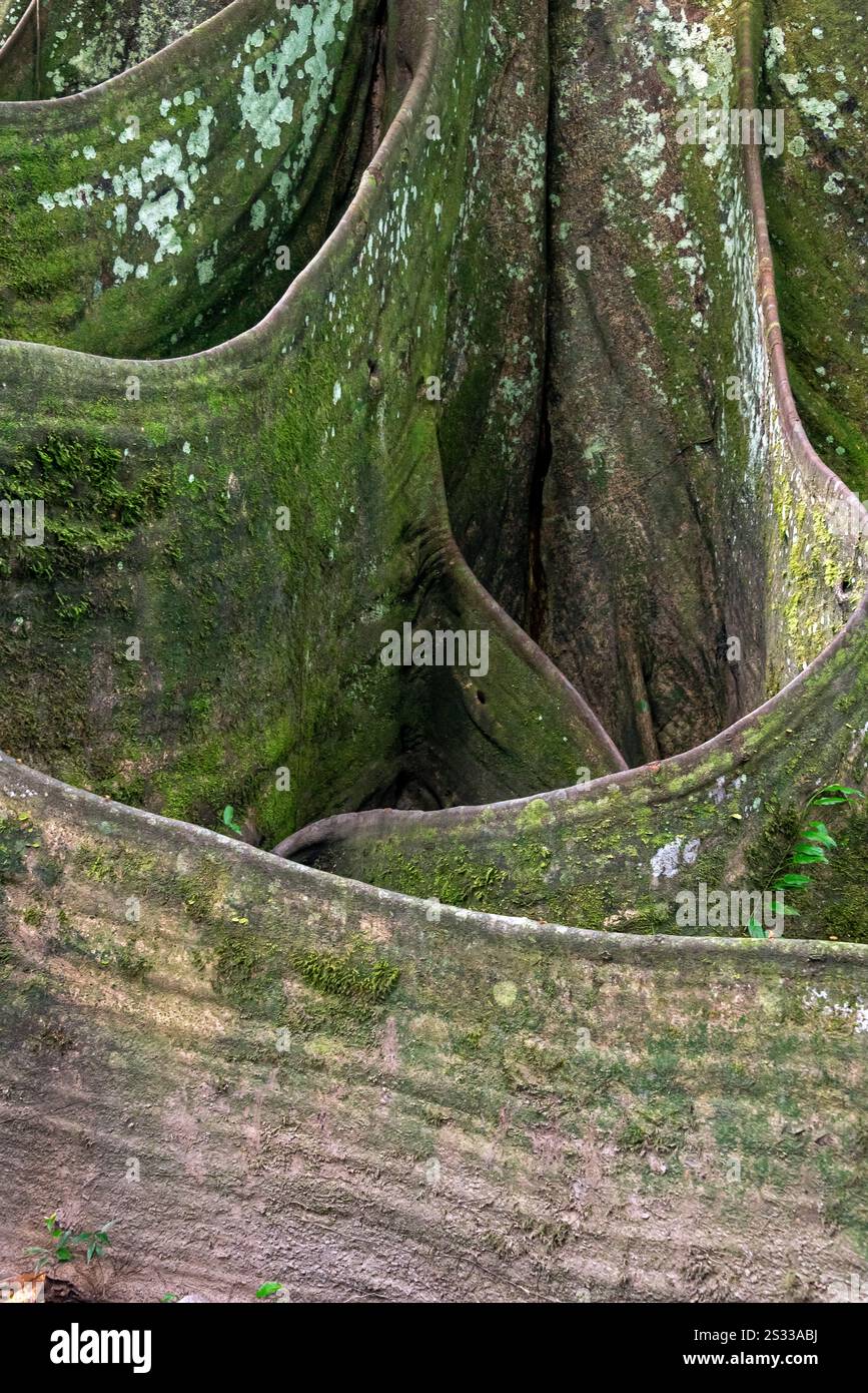 A giant fig tree. San Antonio del Cacao island. Amazonas River, Perú ...